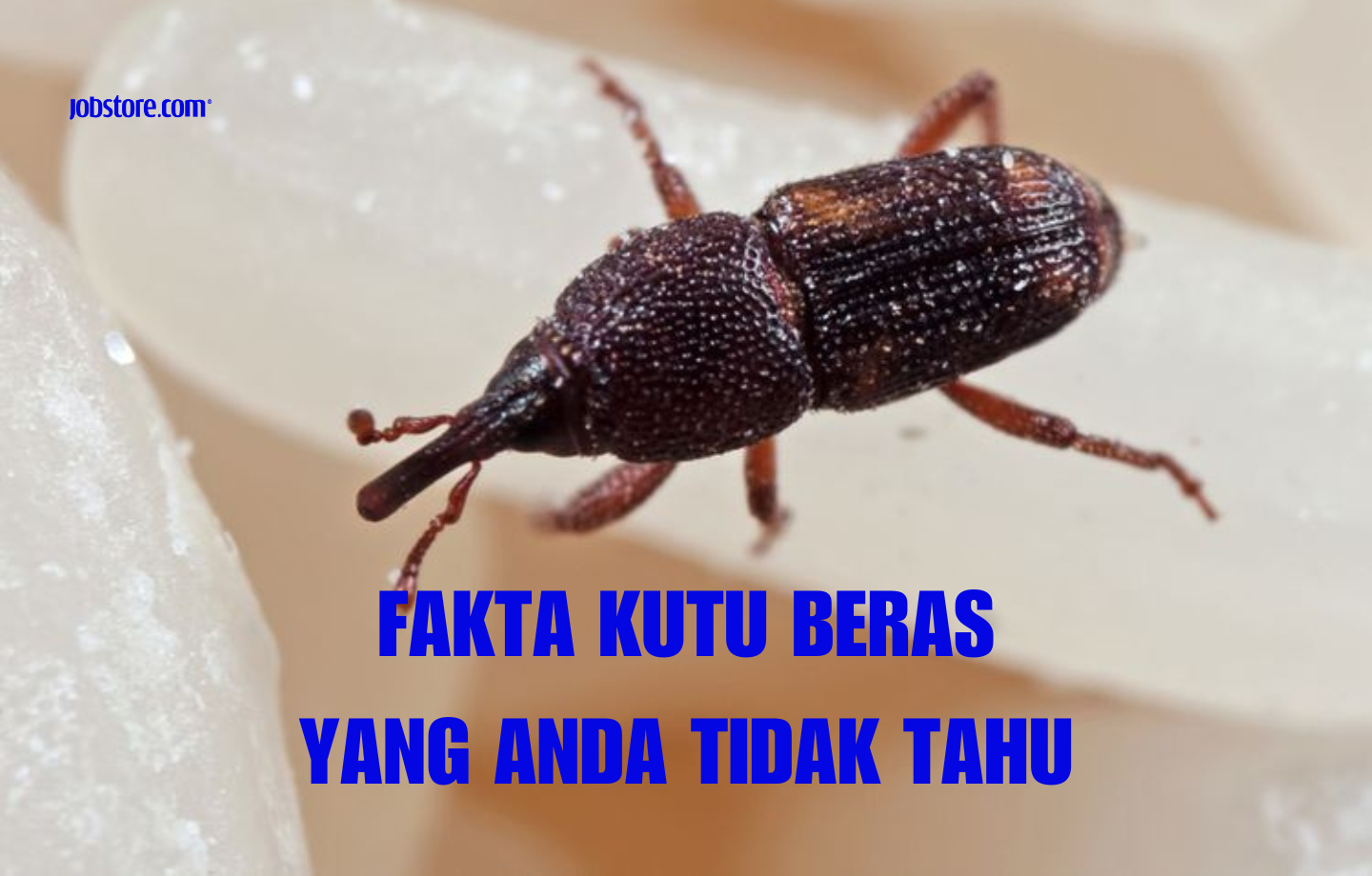 Fakta Kutu Beras Yang Anda Tidak Tahu - Jobstore Careers Blog ...