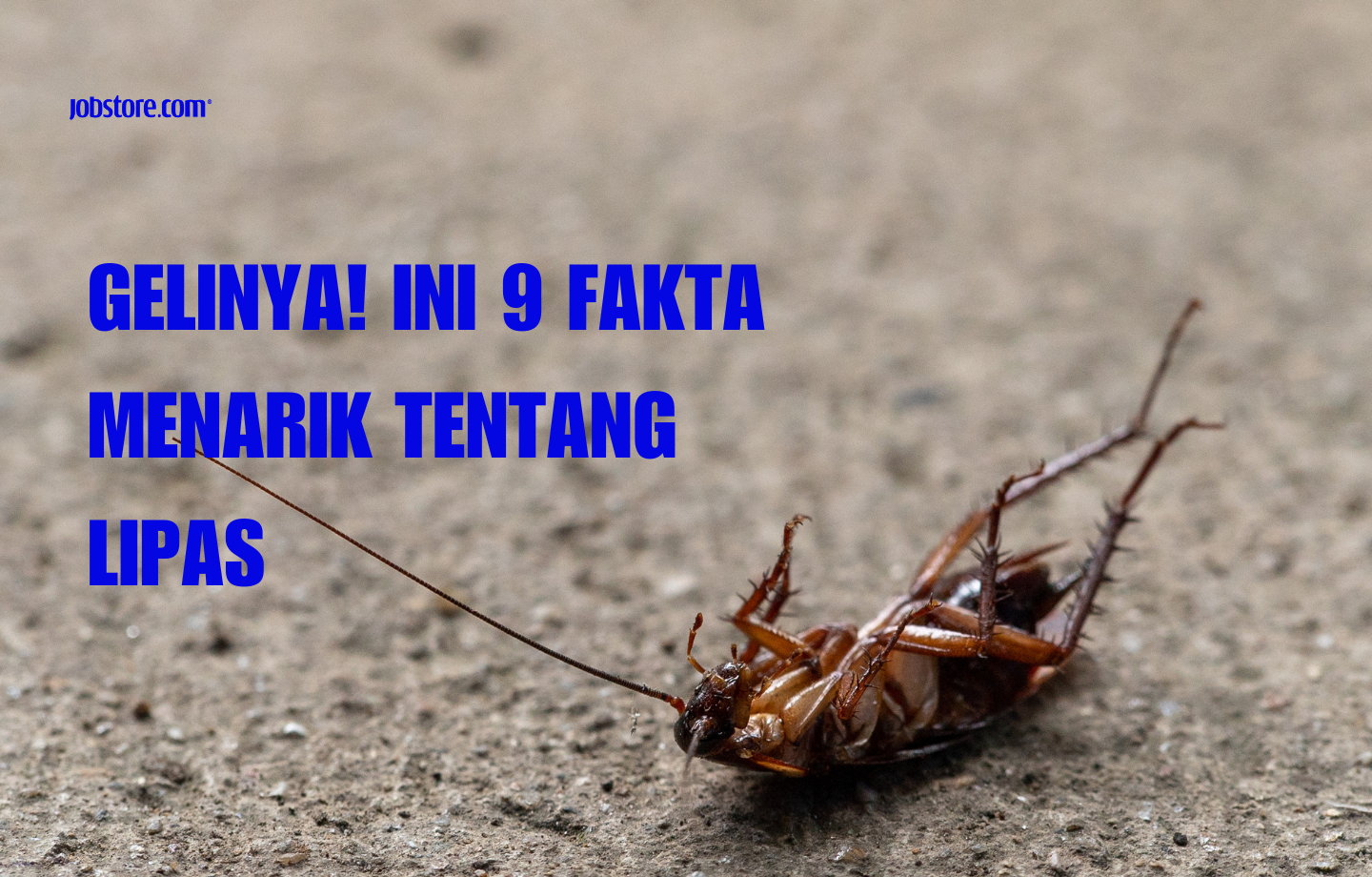 Gelinya! Ini 9 Fakta Menarik Tentang Lipas - Jobstore Careers Blog ...